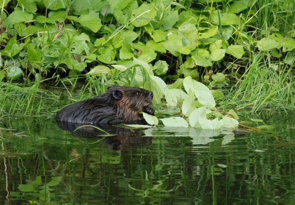 Wildlife abounds at Heart of Nature Gallery in Muskoka! | Heart of ...