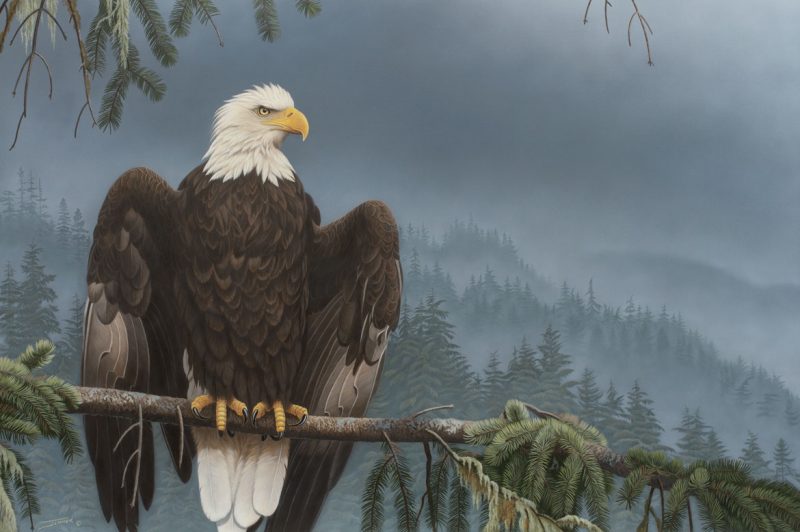 Original Wildlife Paintings by Artist Clinton Jammer