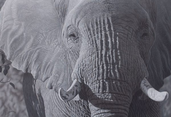 Original Wildlife Paintings by Artist Clinton Jammer