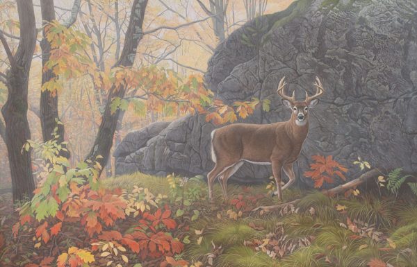 Original Wildlife Paintings by Artist Clinton Jammer