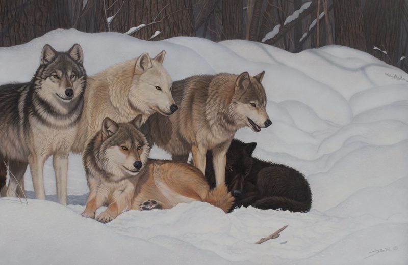 Original Wildlife Paintings by Artist Clinton Jammer