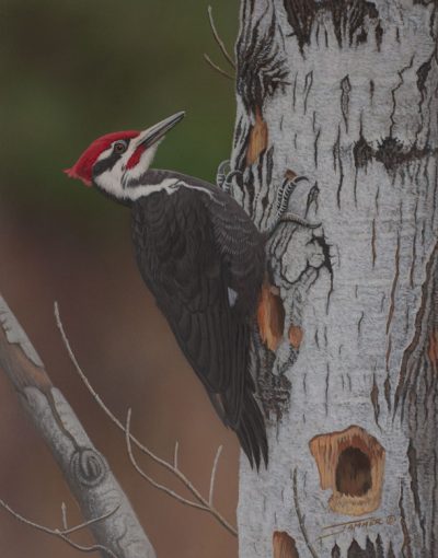 Heart of Nature Gallery | Your Muskoka Art Gallery